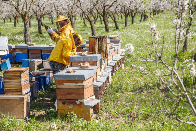 Alla scoperta dei sapori della Sicilia: il miele di Ape Nera Sicula ...